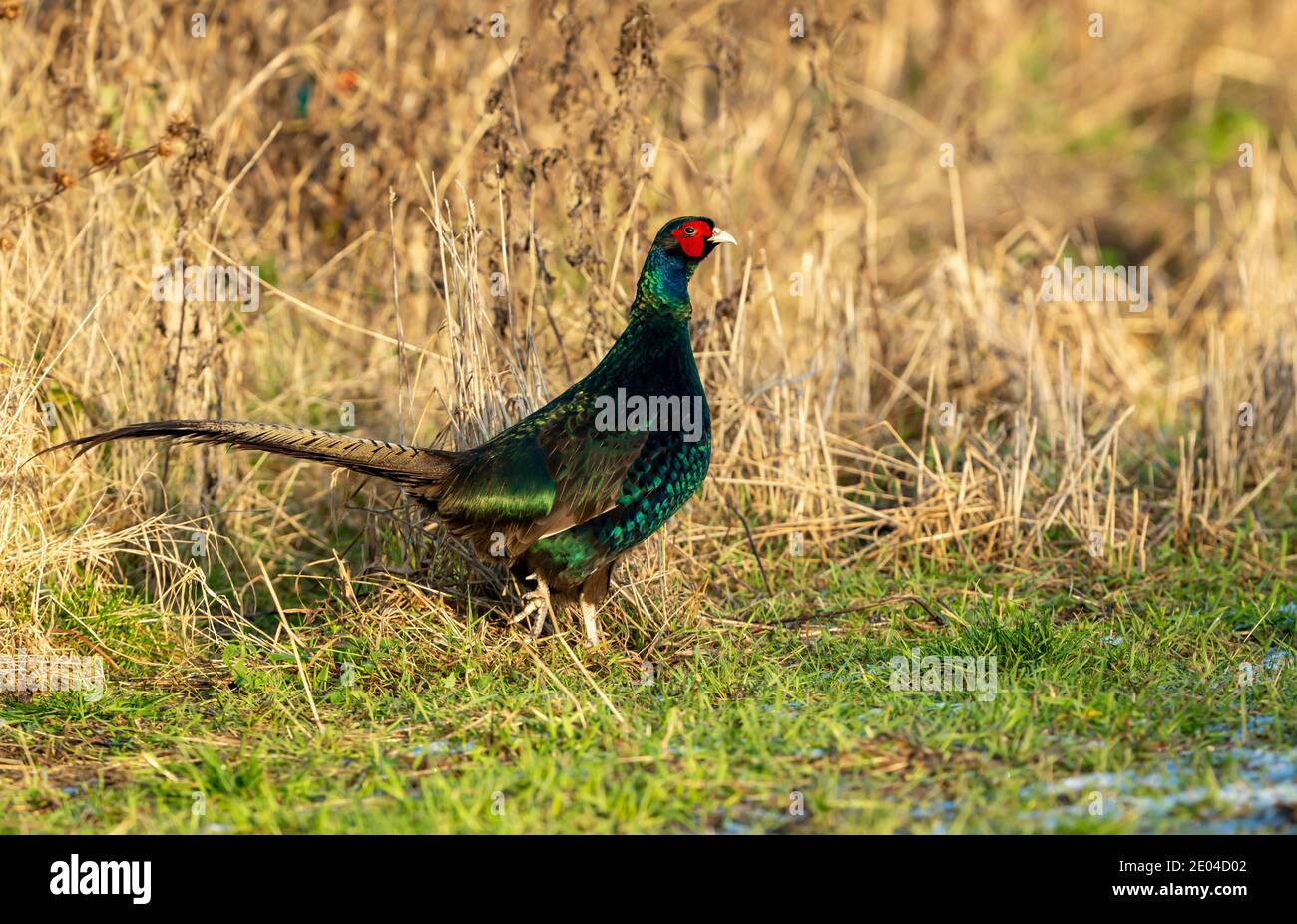 Melanistic, Mutant, male pheasant with greenish-black iridescent ...