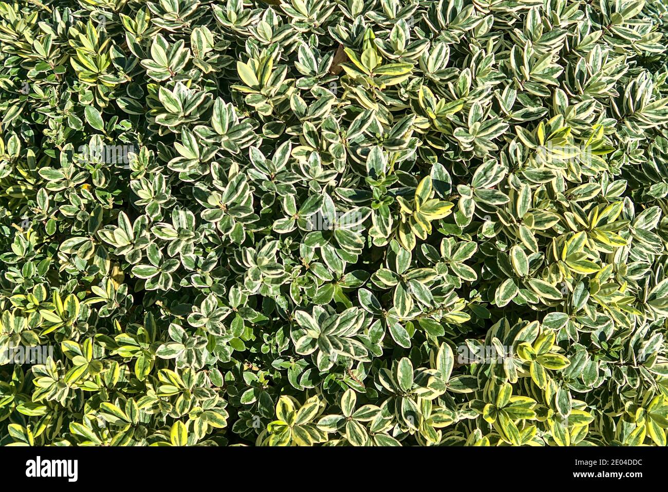 Beautiful background of Euonymus fortunei spindle (wintercreeper) shrub ...