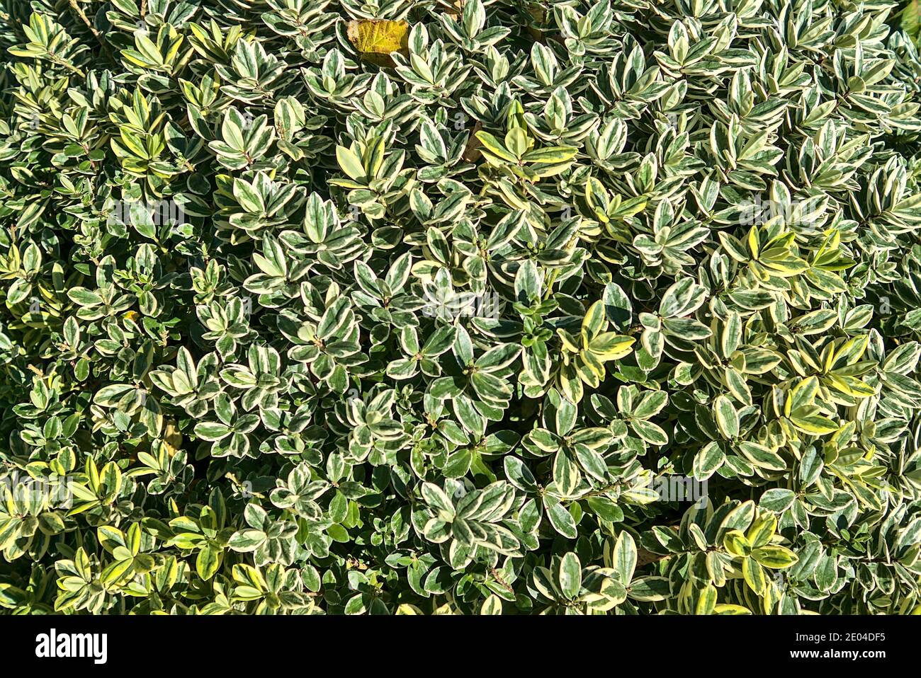 Beautiful background of Euonymus fortunei spindle (wintercreeper) shrub ...