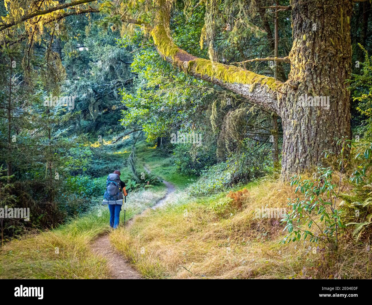 Woman hiking backpack through lush hi-res stock photography and images ...