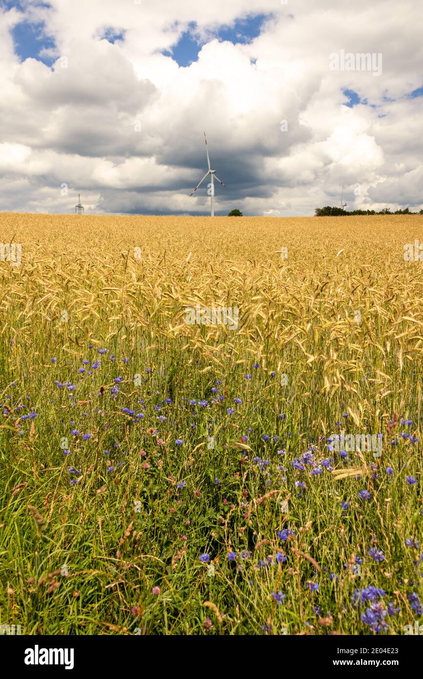 Green grainfield hi-res stock photography and images - Alamy