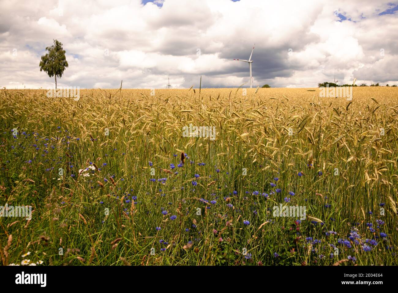 Tree hill field grain hi-res stock photography and images - Alamy