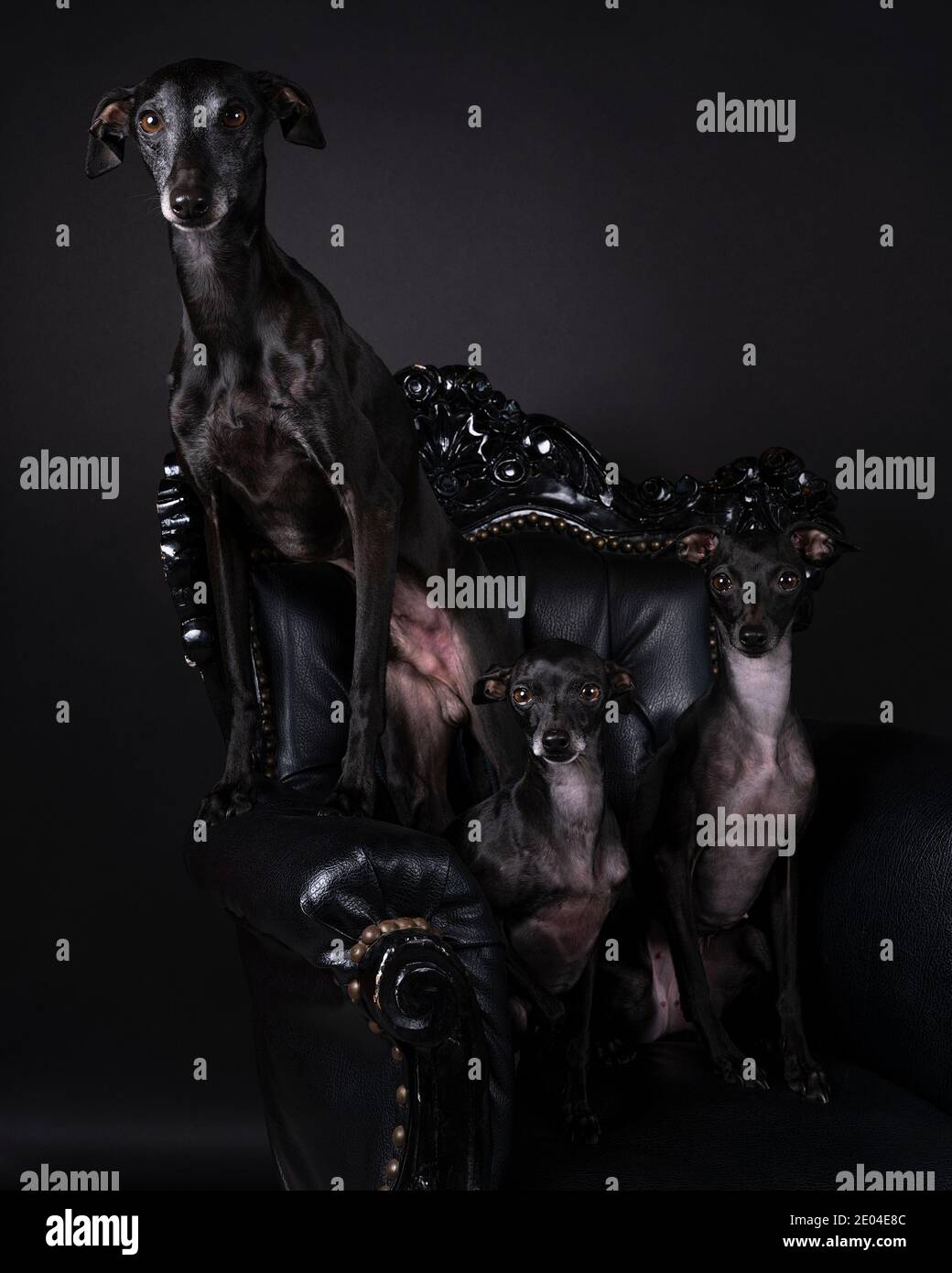 A Three Italian greyhound dogs sitting on a baroque chair against a ...