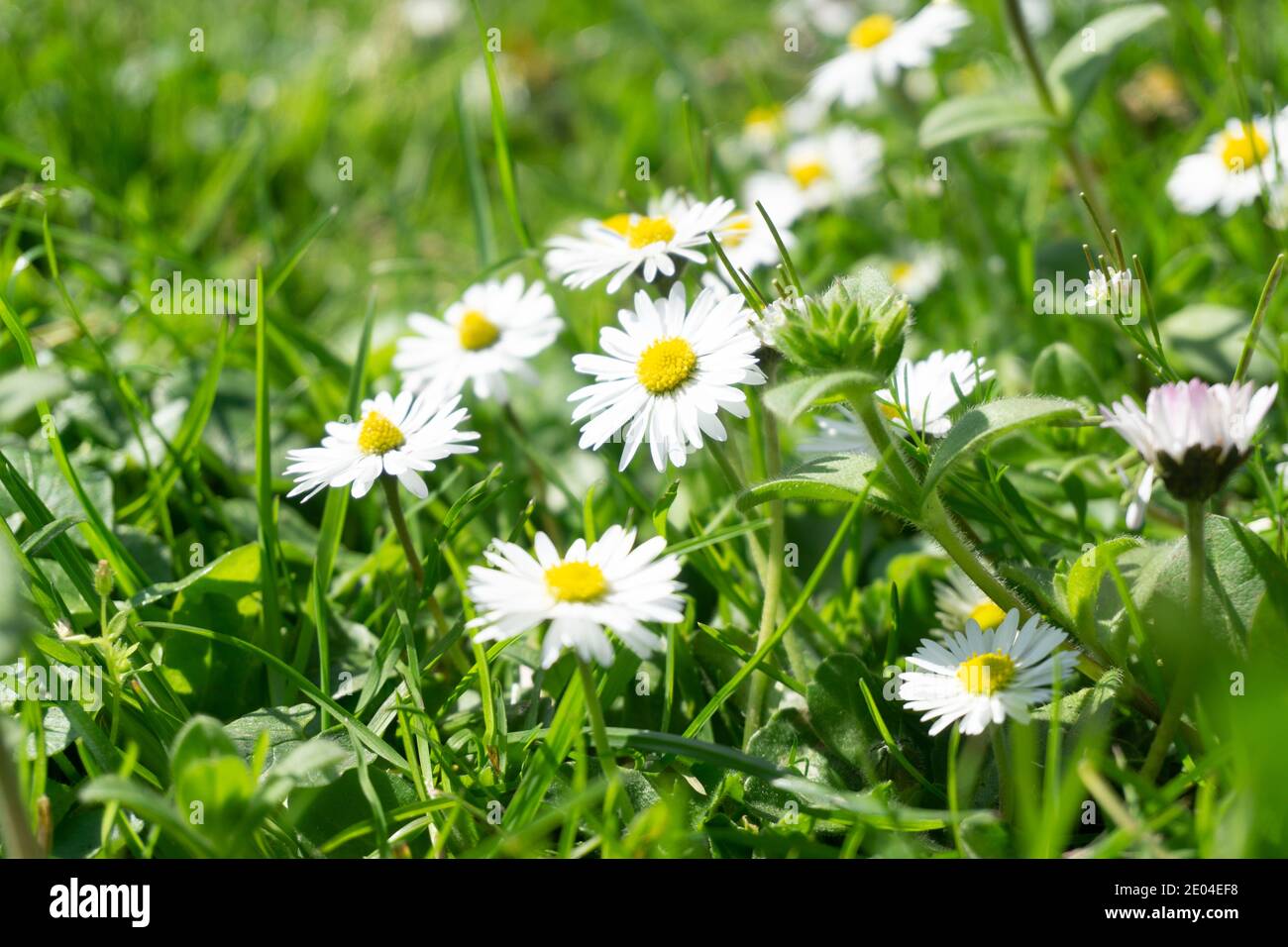Flowering of daisies. Oxeye daisy, Leucanthemum vulgare, Daisies, Dox ...