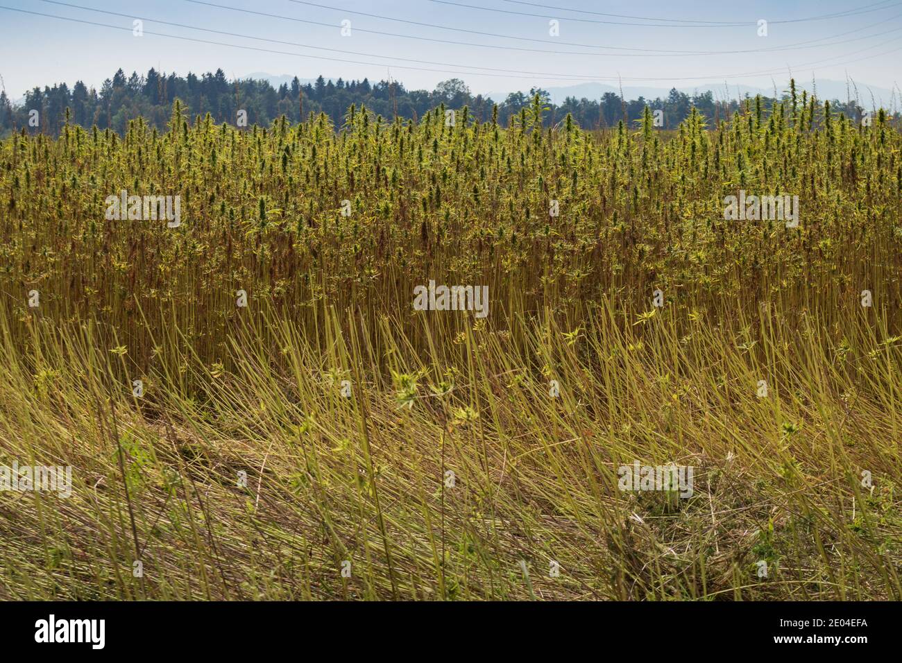 Harvested Industrial Hemp field for cbd production. Collected cannabis ...