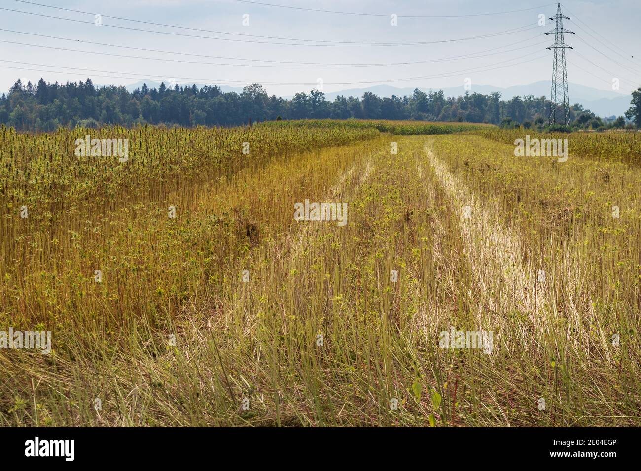 Harvested Industrial Hemp field for cbd production. Collected cannabis ...