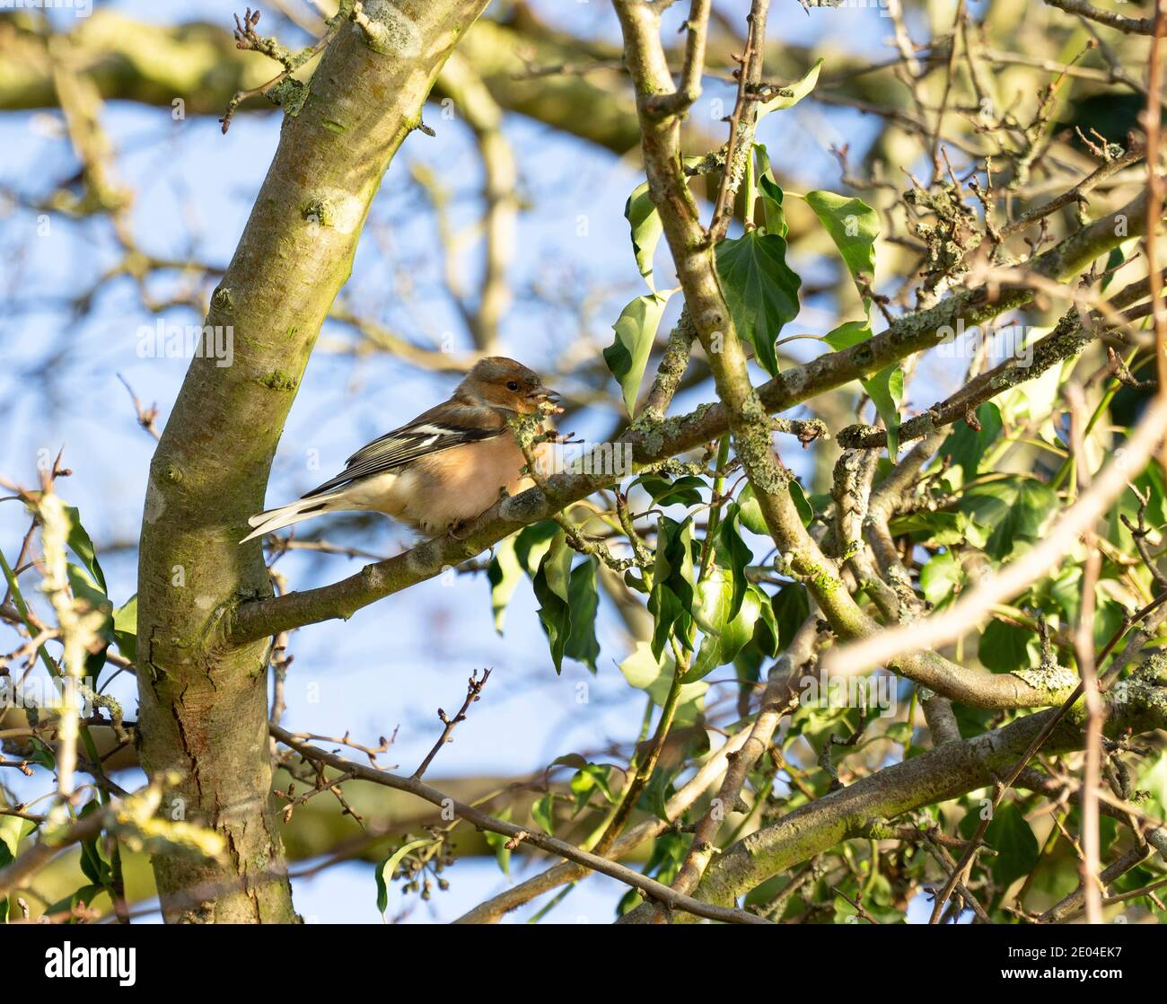 Solitary finch hi-res stock photography and images - Alamy