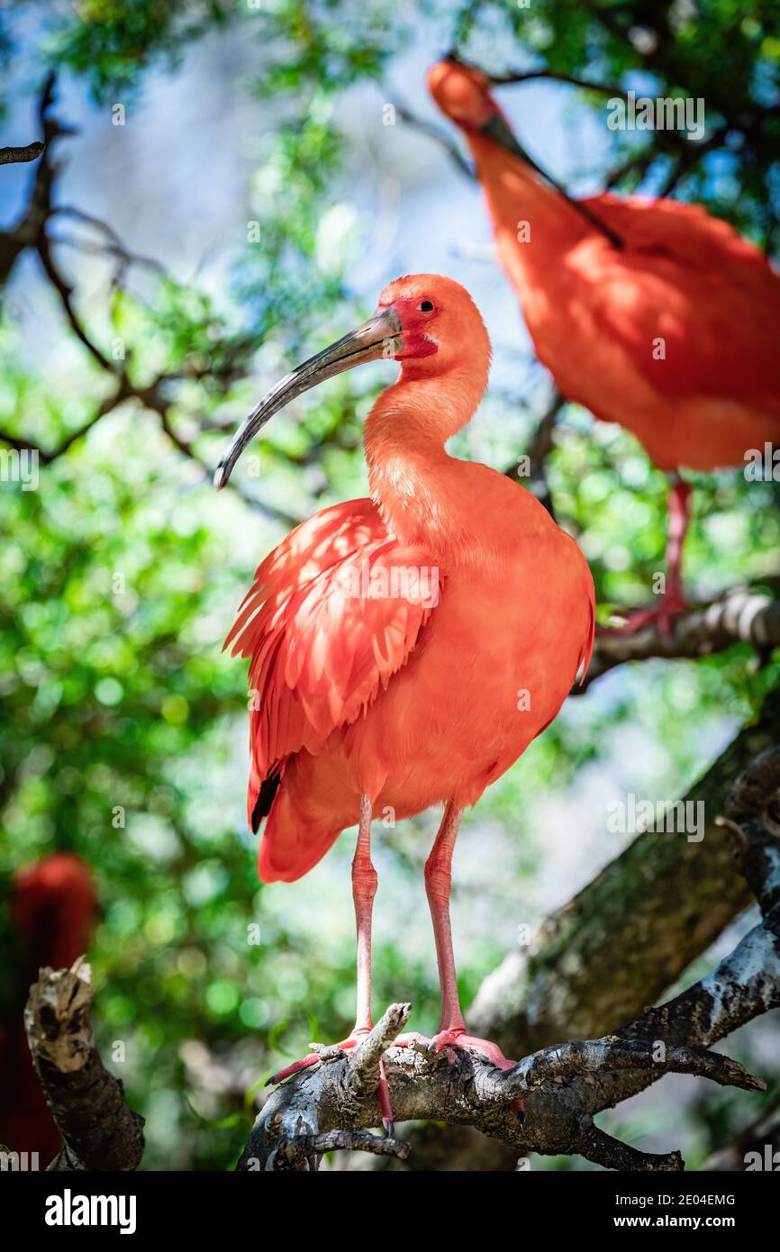 Ibis pair hi-res stock photography and images - Alamy