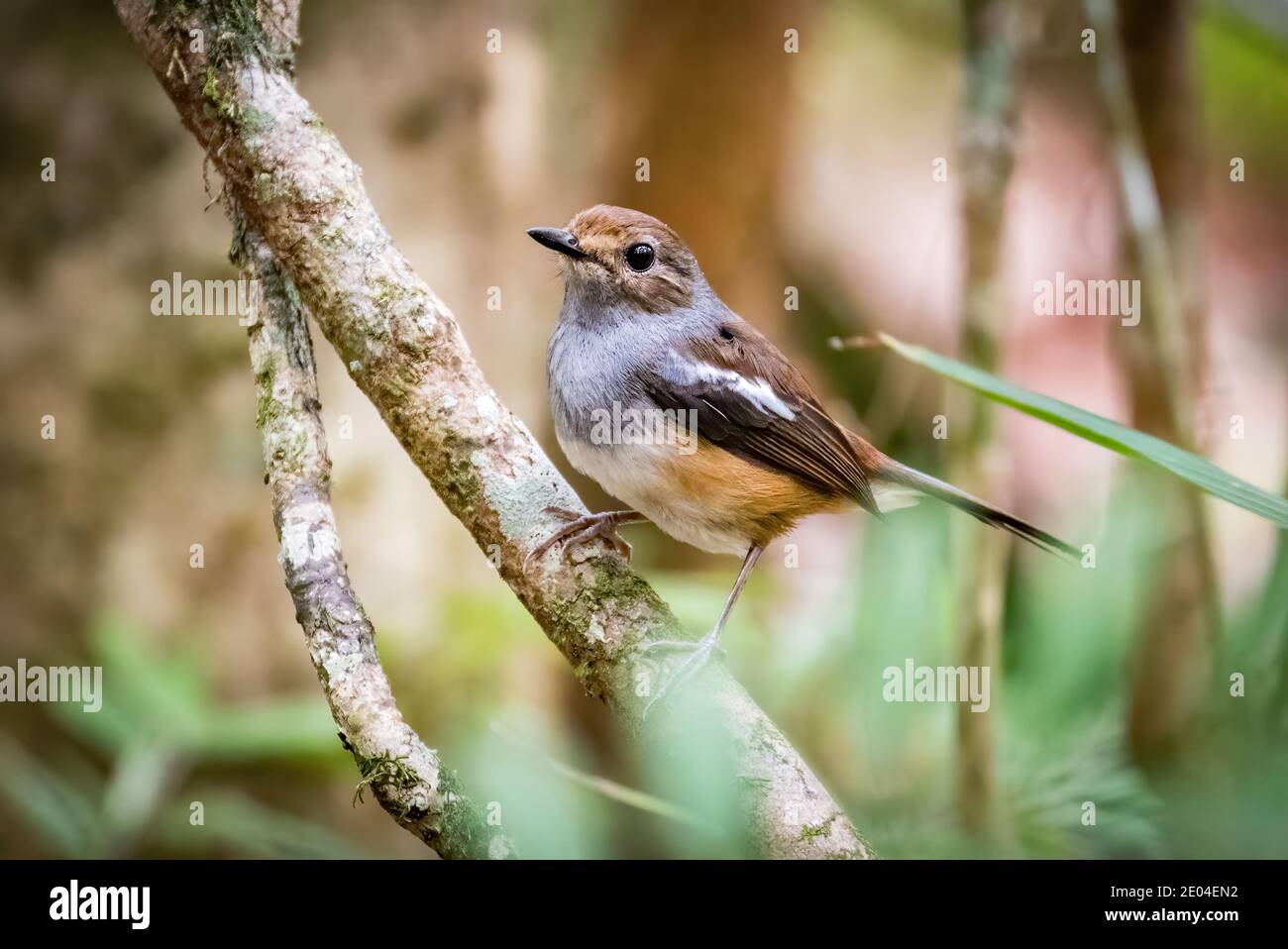 Madagascar bird hi-res stock photography and images - Alamy