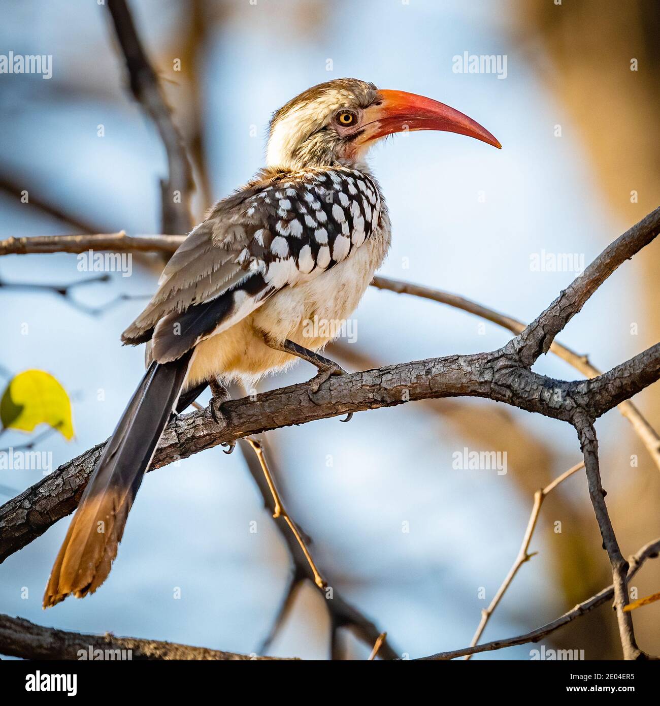 Red billed hornbill bird hi-res stock photography and images - Alamy