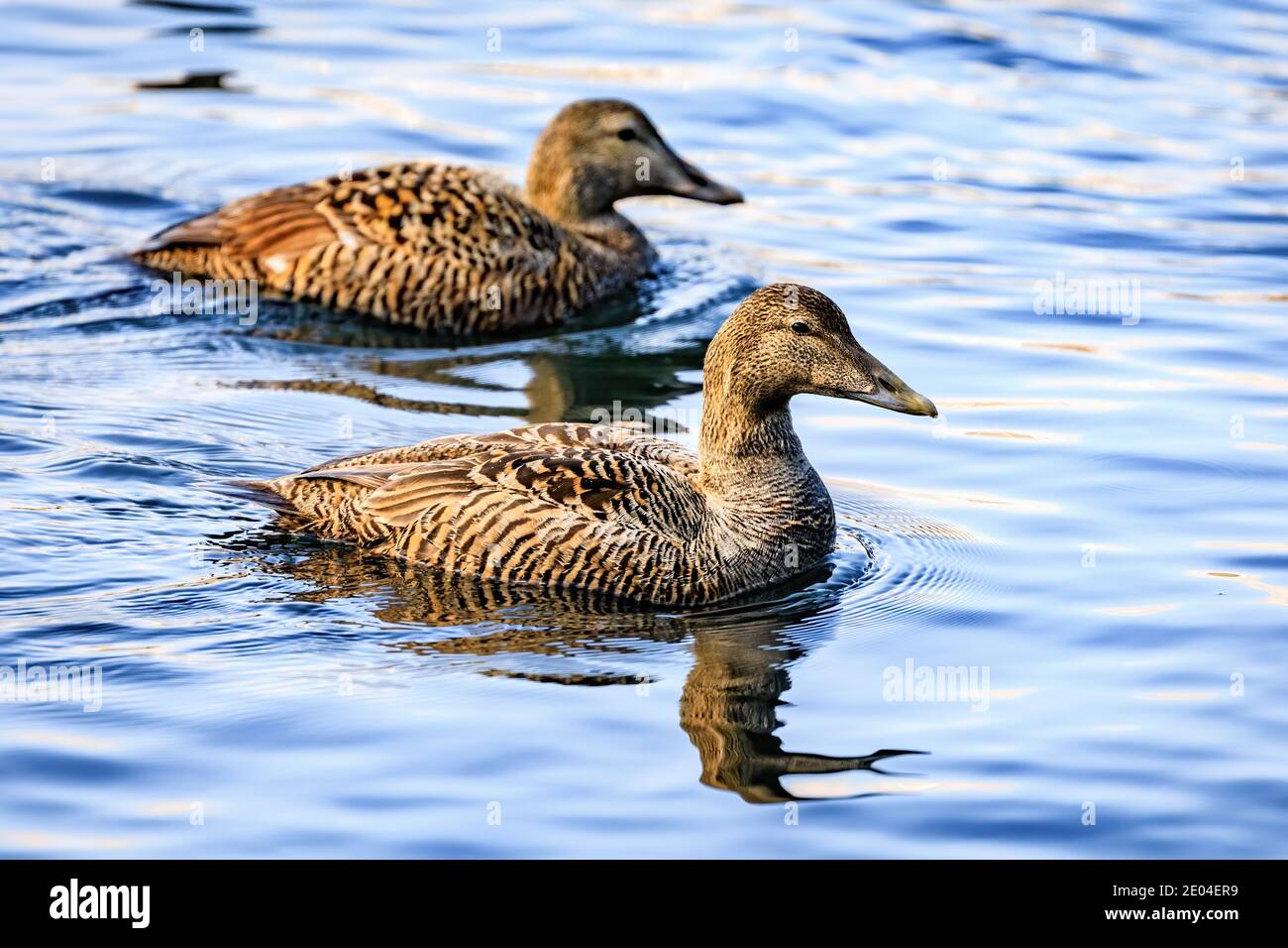Two female common eider in Iceland Stock Photo - Alamy