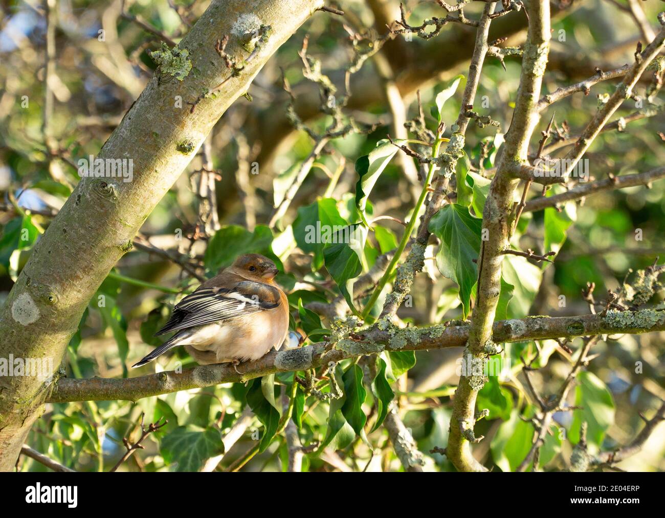 Lone chaffinch hi-res stock photography and images - Alamy