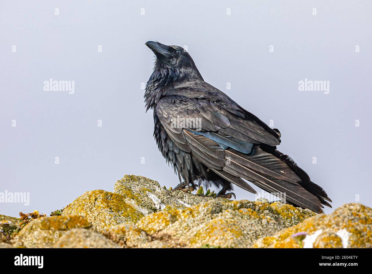 A raven on a California shoreline Stock Photo - Alamy