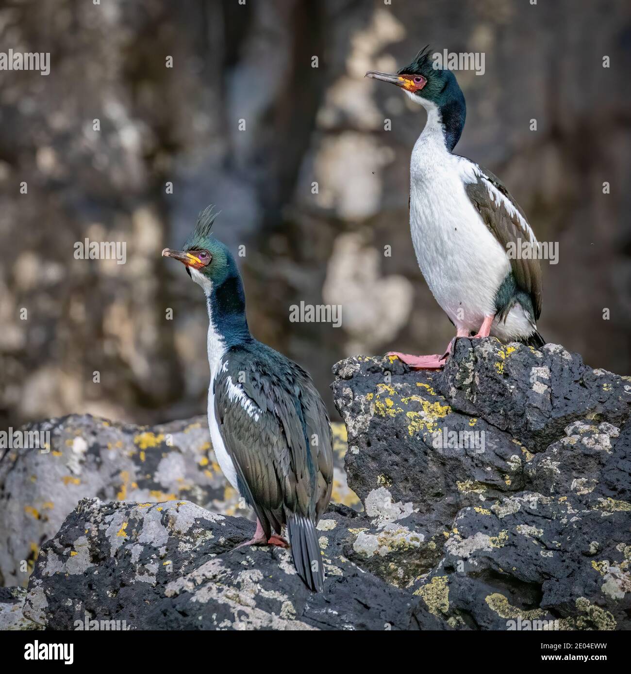 Auckland Shag High Resolution Stock Photography and Images - Alamy