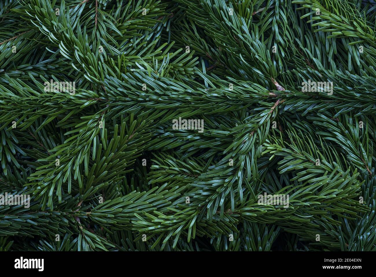Closeup of Christmas fresh tree branches as background, top view Stock ...