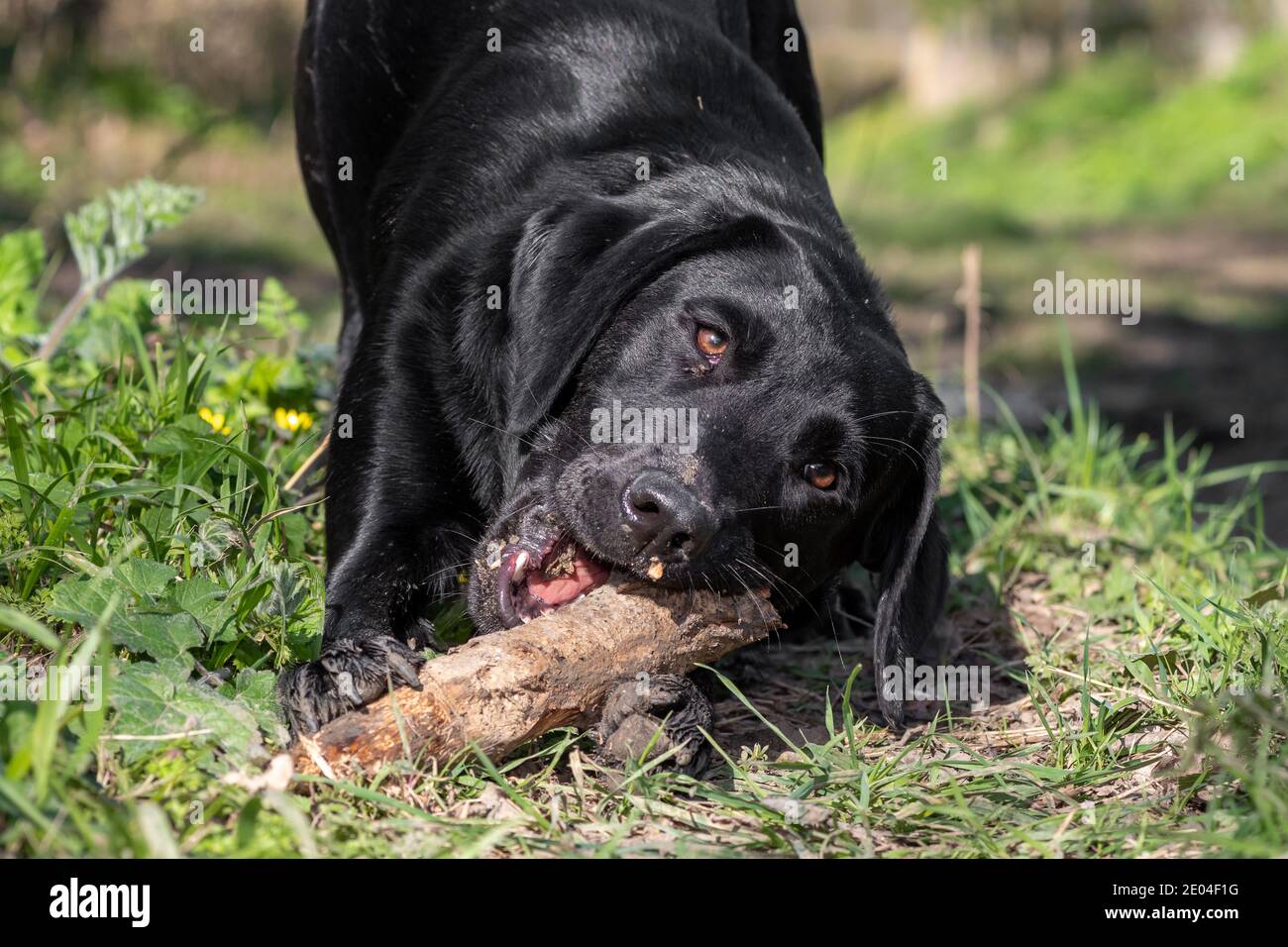 Portrait of a black Labrador puppy playing with a stick Stock Photo - Alamy