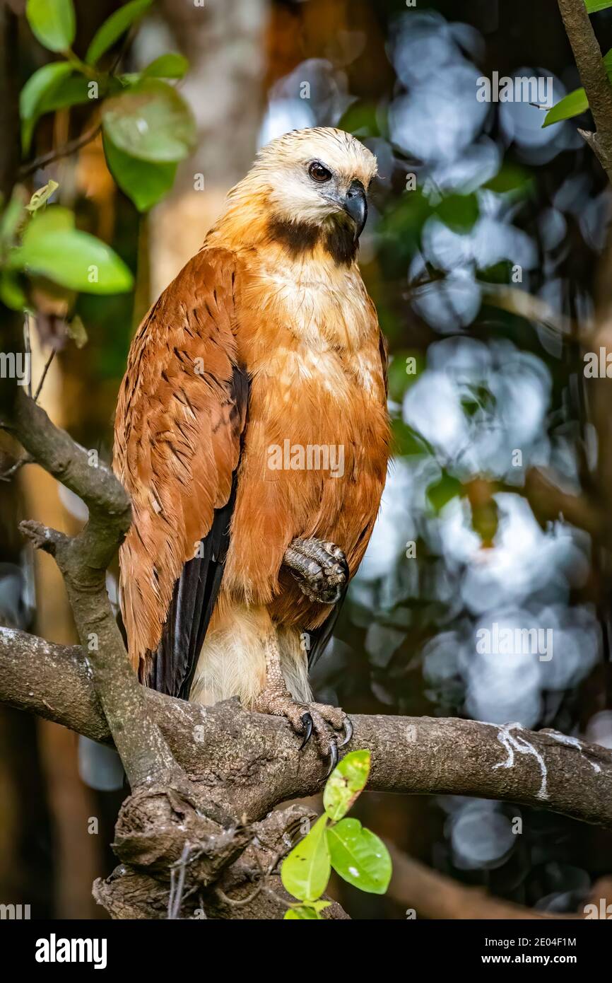 Black-collared hawk in Brazil's Pantanal Stock Photo - Alamy