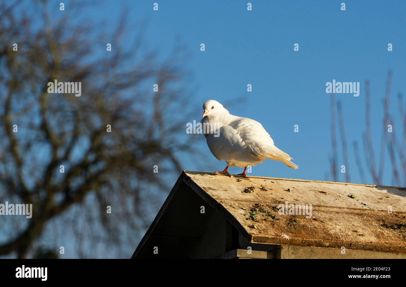 Solitary white dove on a roof Stock Photo - Alamy
