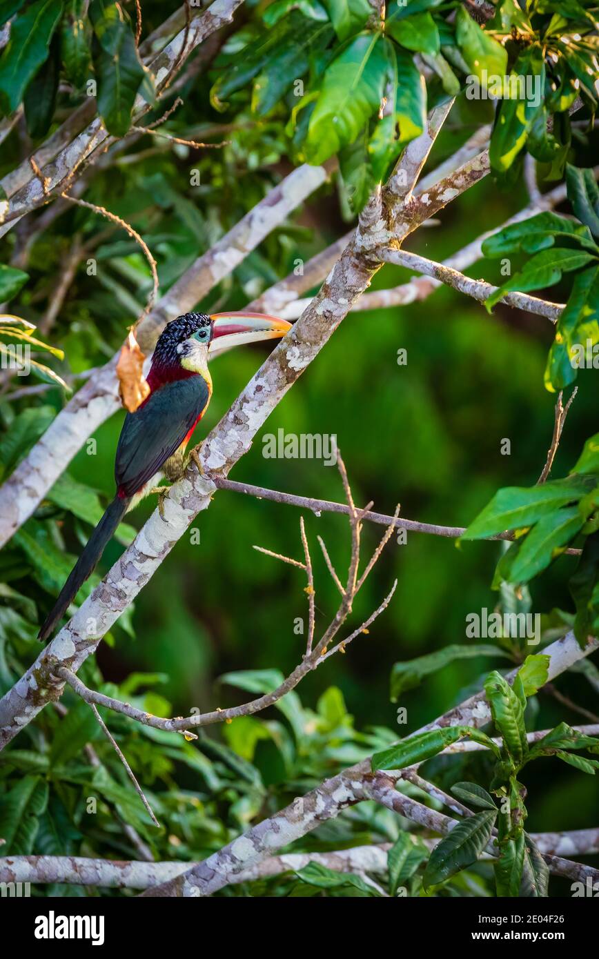 A curl-crested aracari in Brazil rainforest Stock Photo - Alamy