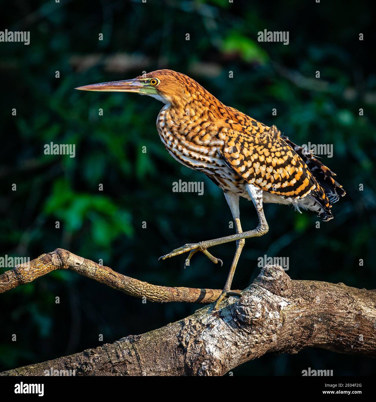 Tiger heron bird tropical hi-res stock photography and images - Alamy
