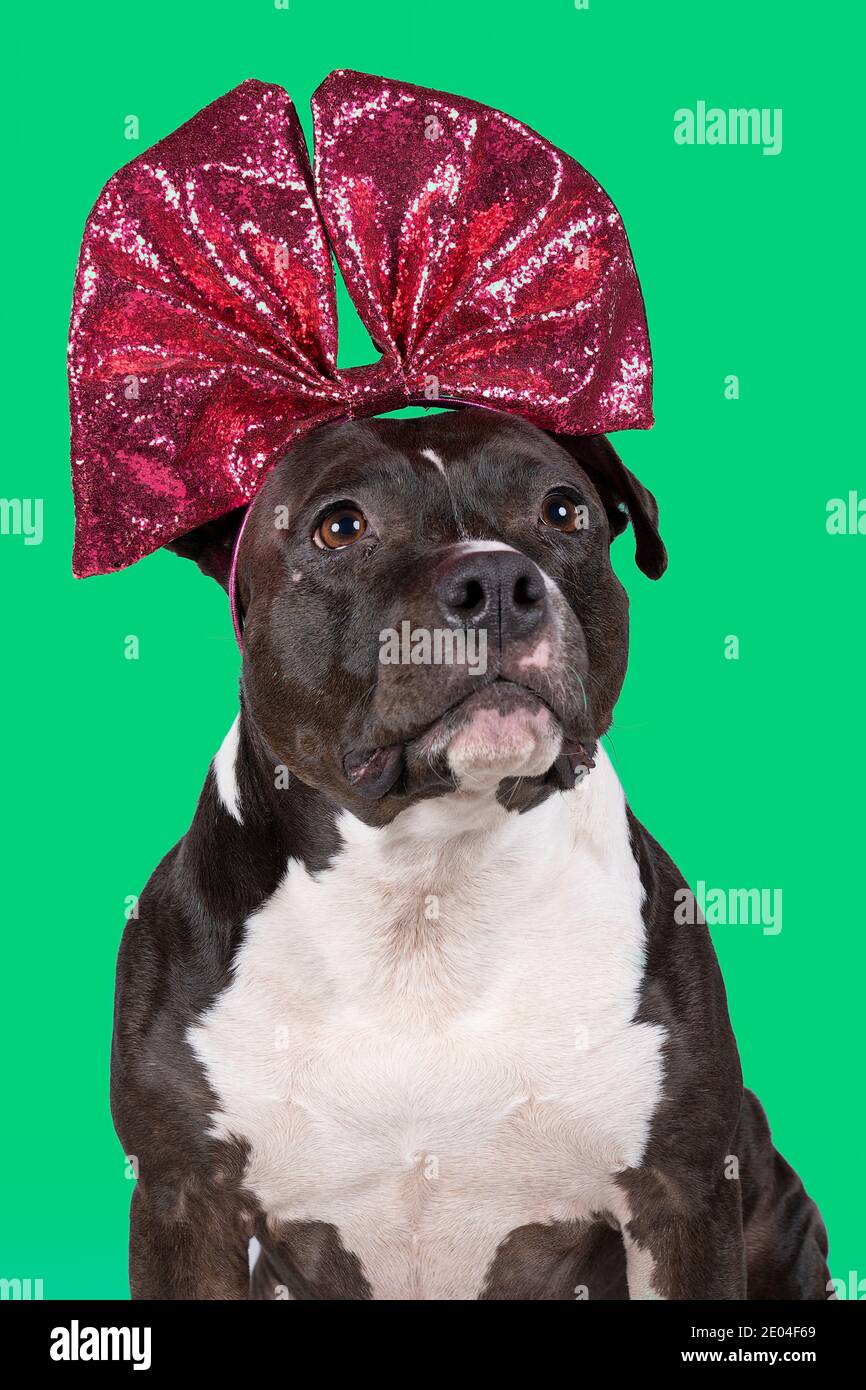 Amstaff head hi-res stock photography and images - Alamy