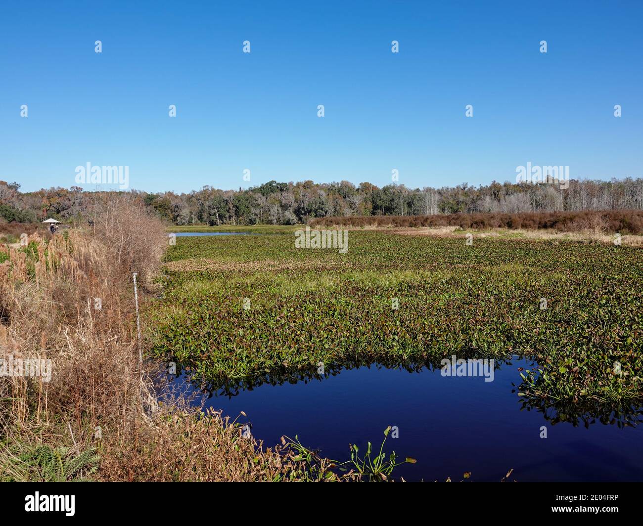Blue water appears among the frost burned water hyacinths after a ...