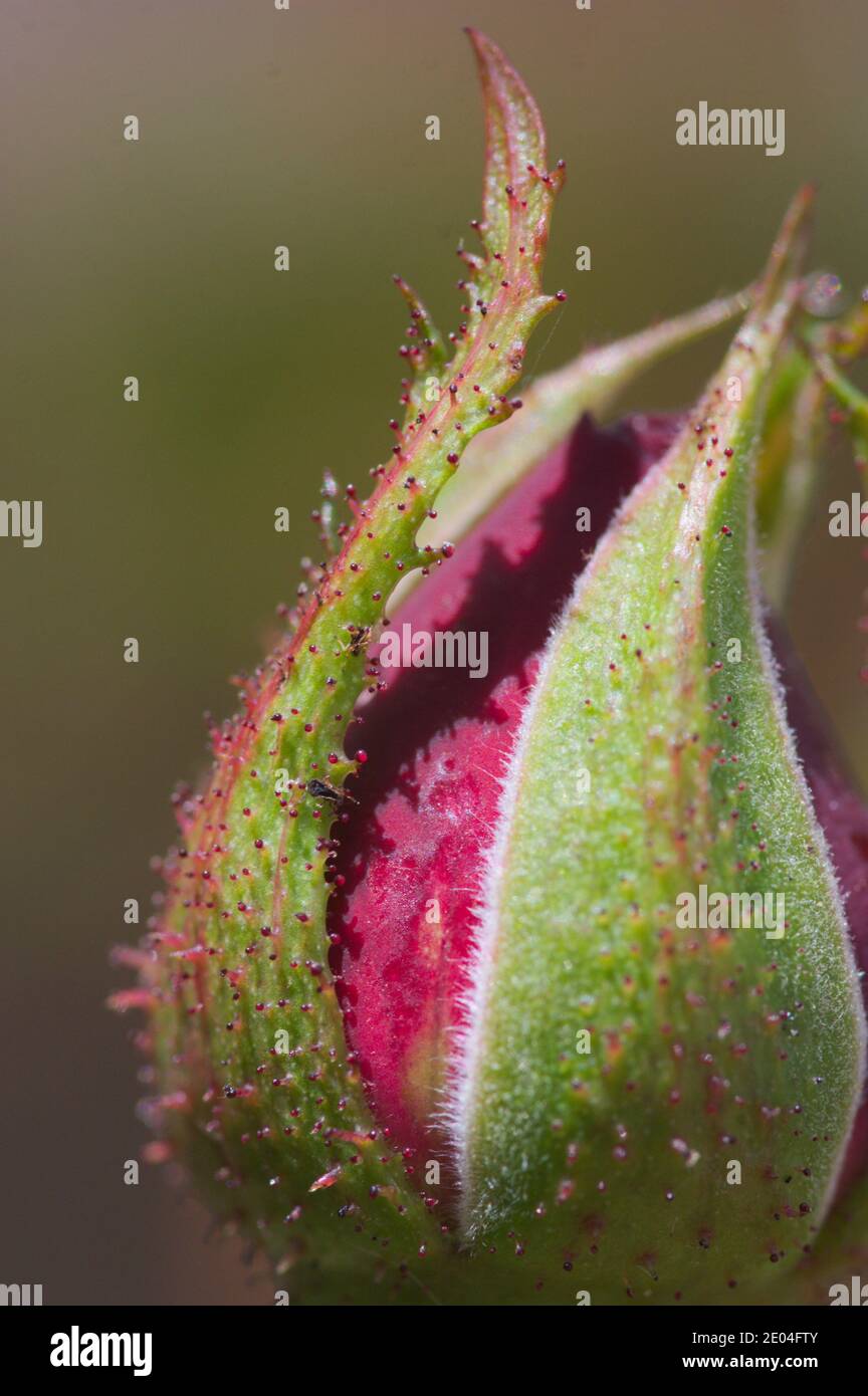 Miniature rose bush hi-res stock photography and images - Alamy