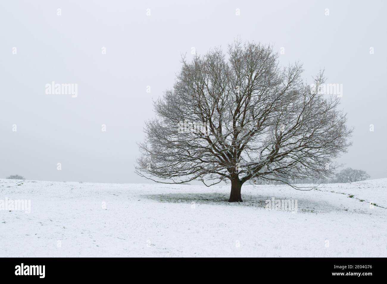 Winter tree in snow covered landscape Stock Photo - Alamy