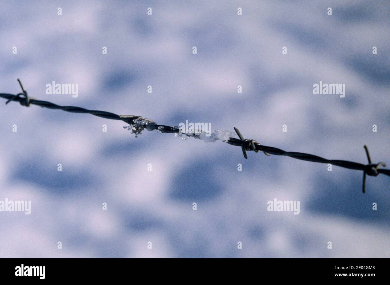 A string of barbed wire in the snow Stock Photo - Alamy
