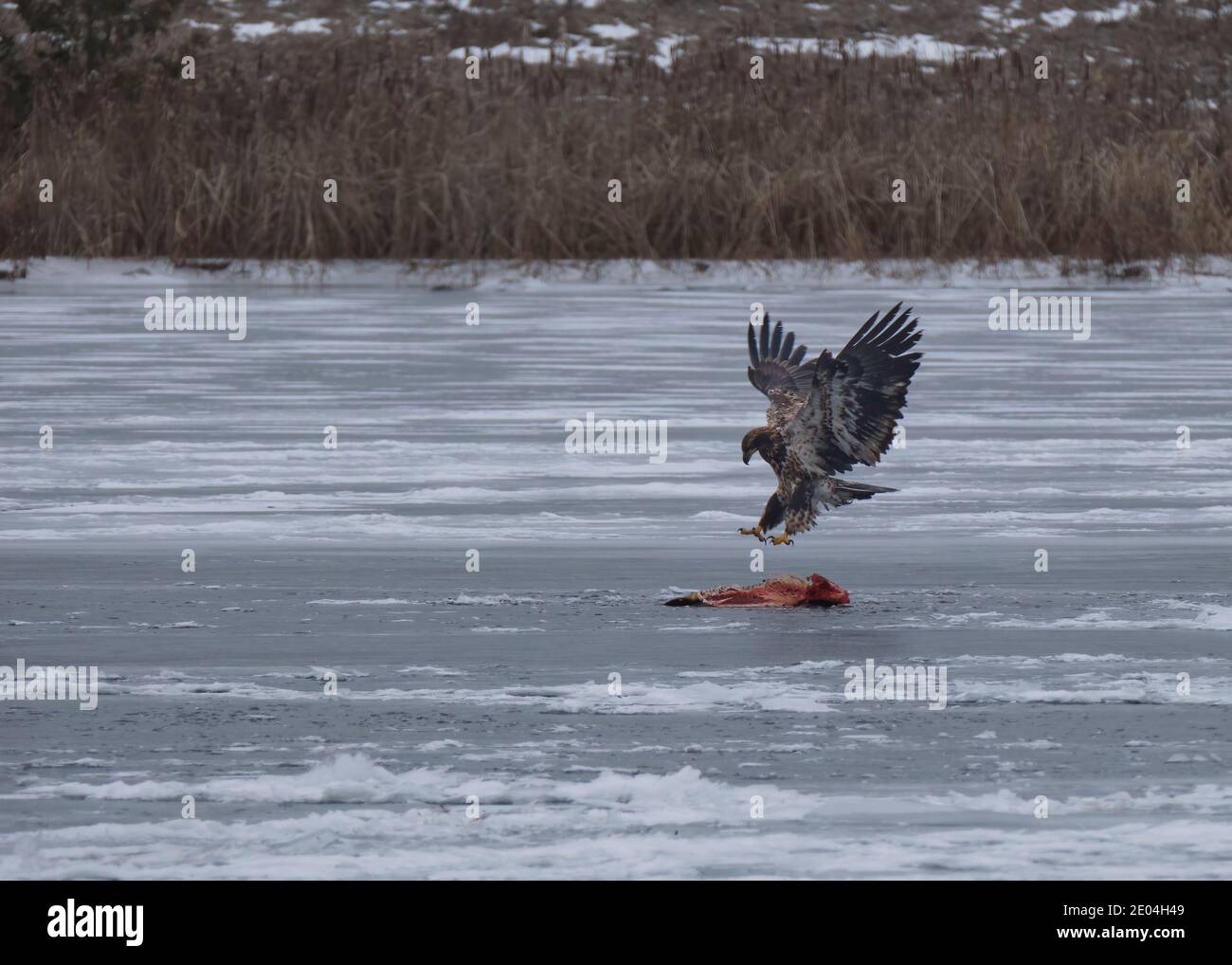 Bald eagle claws hi-res stock photography and images - Alamy