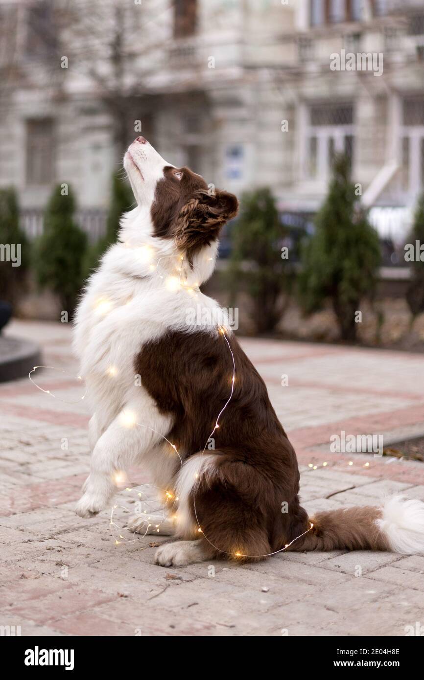 Border collie christmas lights hi-res stock photography and images - Alamy