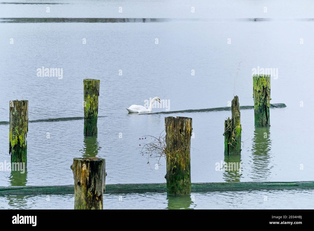 Swan river canada hi-res stock photography and images - Alamy