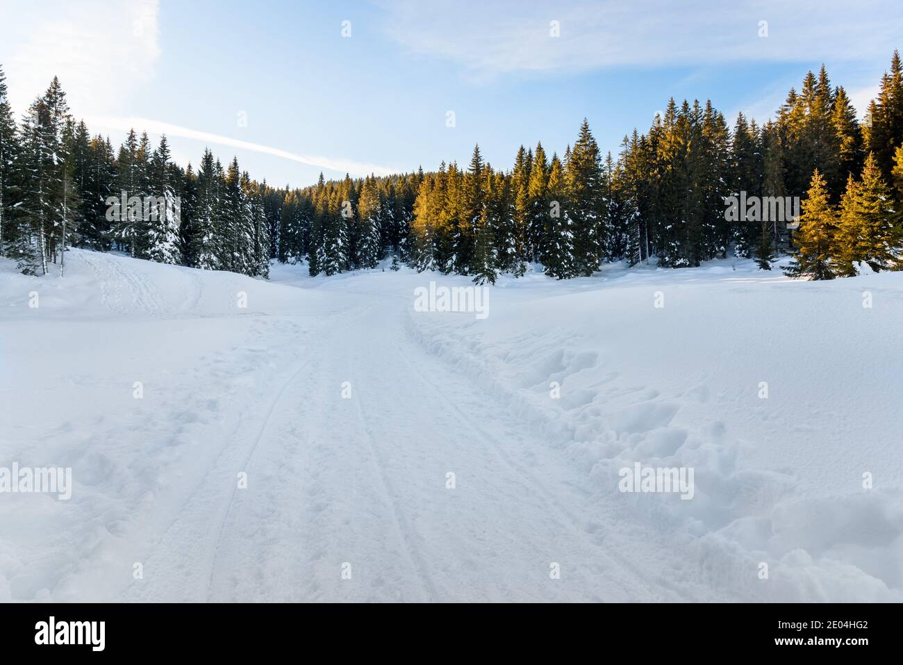 Deep pine forest hi-res stock photography and images - Alamy