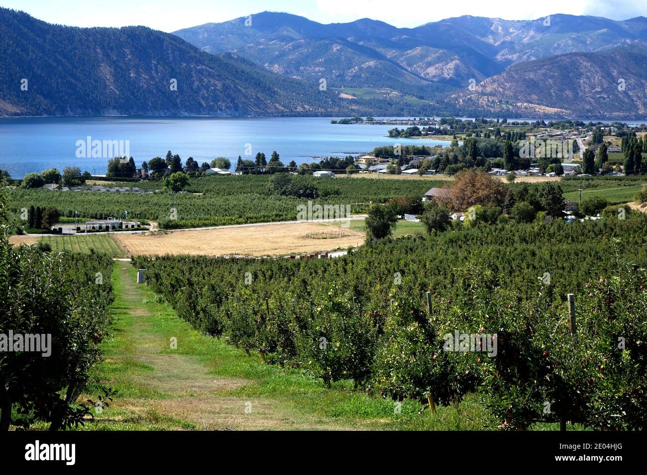 The Lake Chelan Valley is famous as an apple growing region. Commercial ...