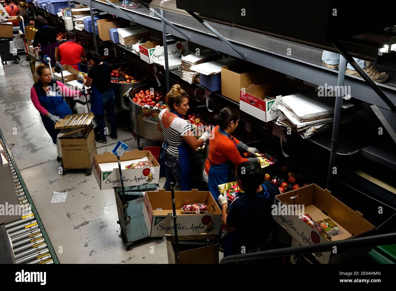 A packing line packing Sugarbee Apples for shipping to market around ...