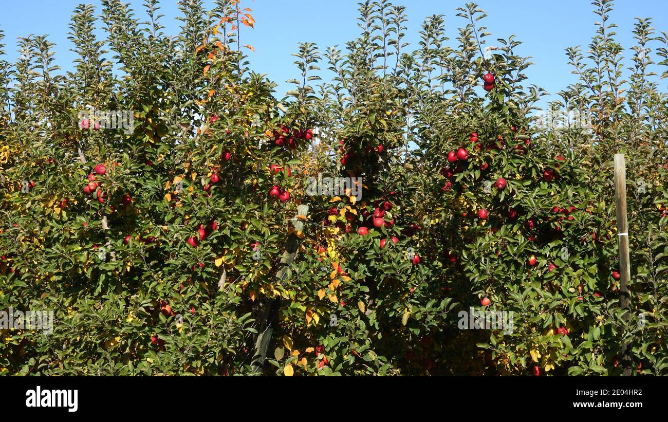 Ripe Gala apples ready to be picked. In 2018 Gala apples surpassed Red ...