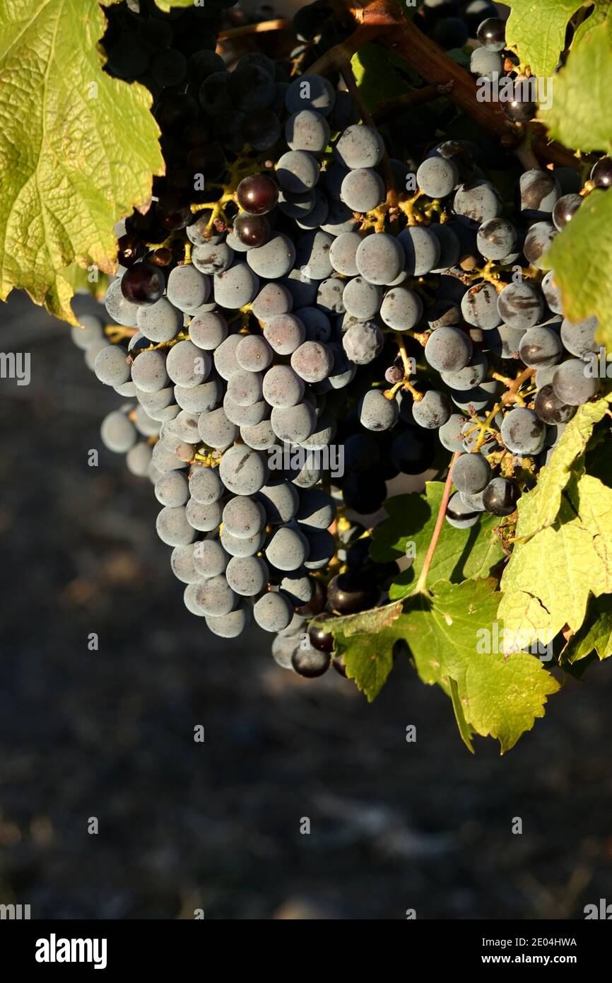 Cabernet Sauvignon is one of the world's most widely recognized red ...