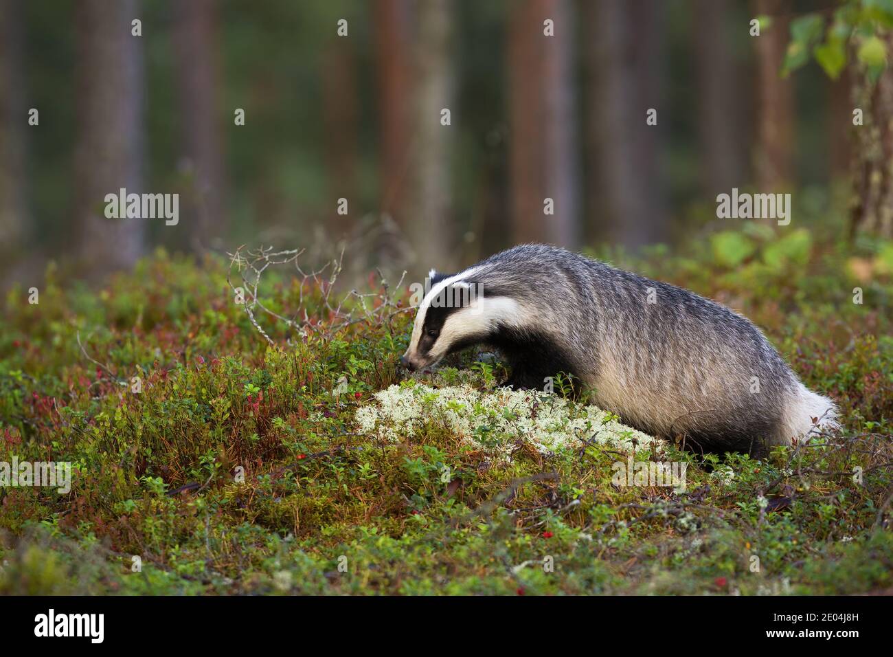 White eye with horizontal black stripe hi-res stock photography and ...