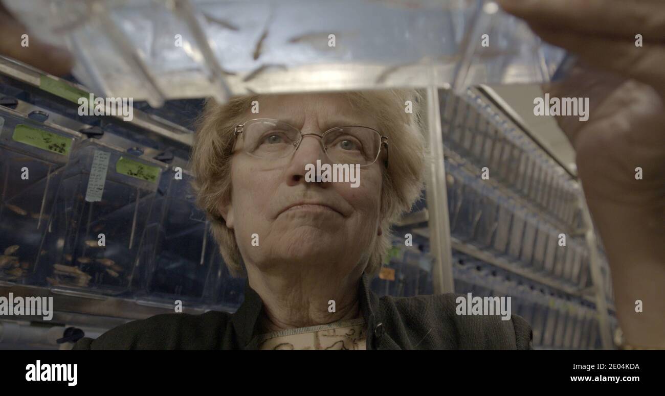 PICTURE A SCIENTIST, Nancy Hopkins, molecular biologist, professor of ...