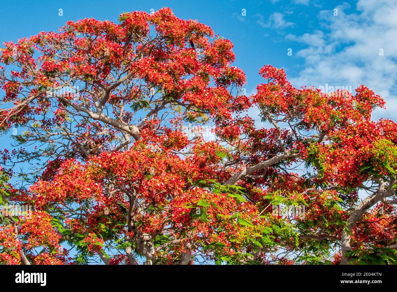 Royal Poinciana tree growing outside an art gallery in Islamorada in ...