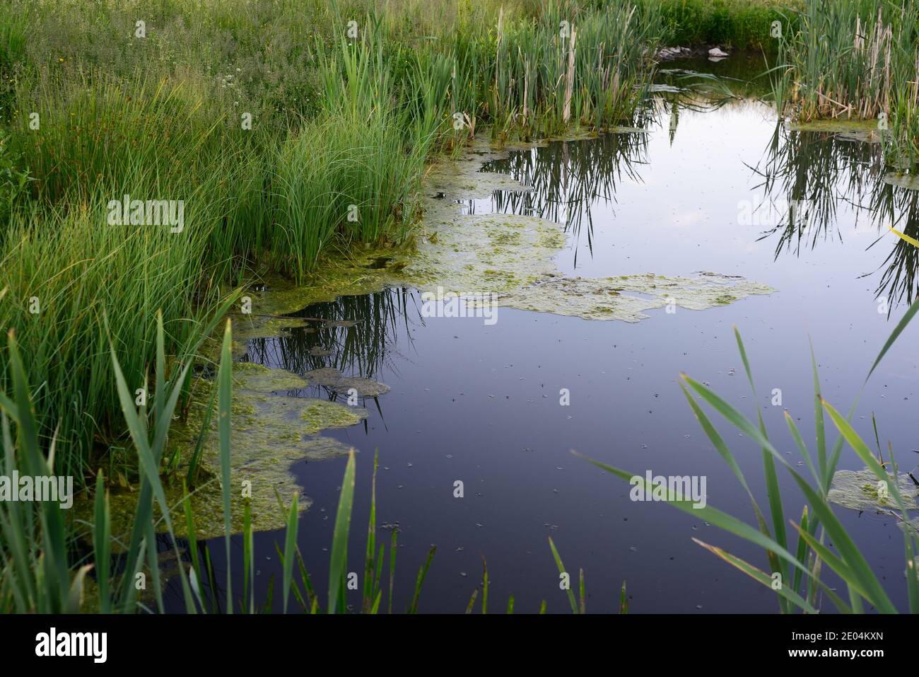 Overgrown pond hi-res stock photography and images - Alamy
