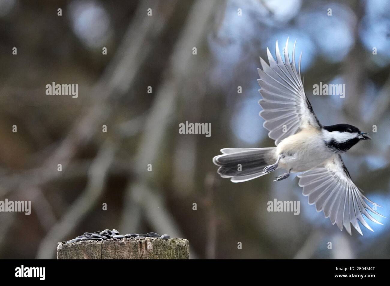 Black Capped Chickadee Flying