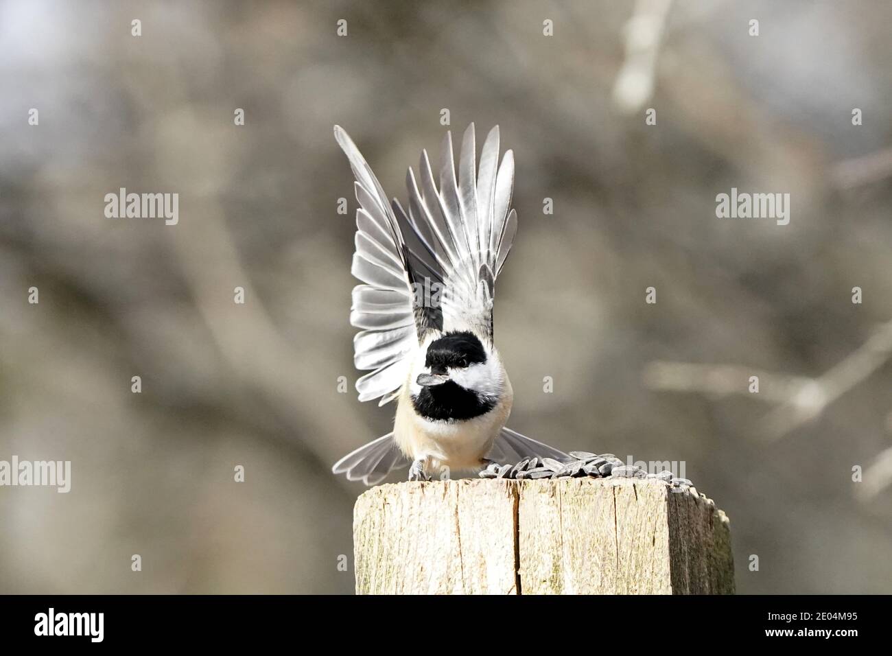 Black Capped Chickadees flying and landing on post Stock Photo - Alamy