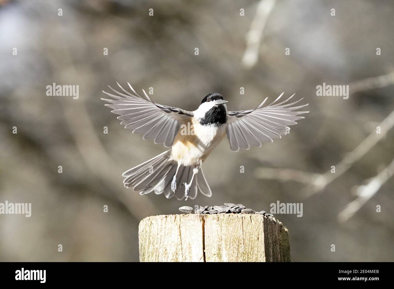 Black Capped Chickadees flying and landing on post Stock Photo - Alamy