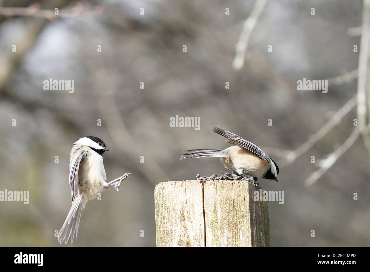 Black Capped Chickadees flying and landing on post Stock Photo - Alamy