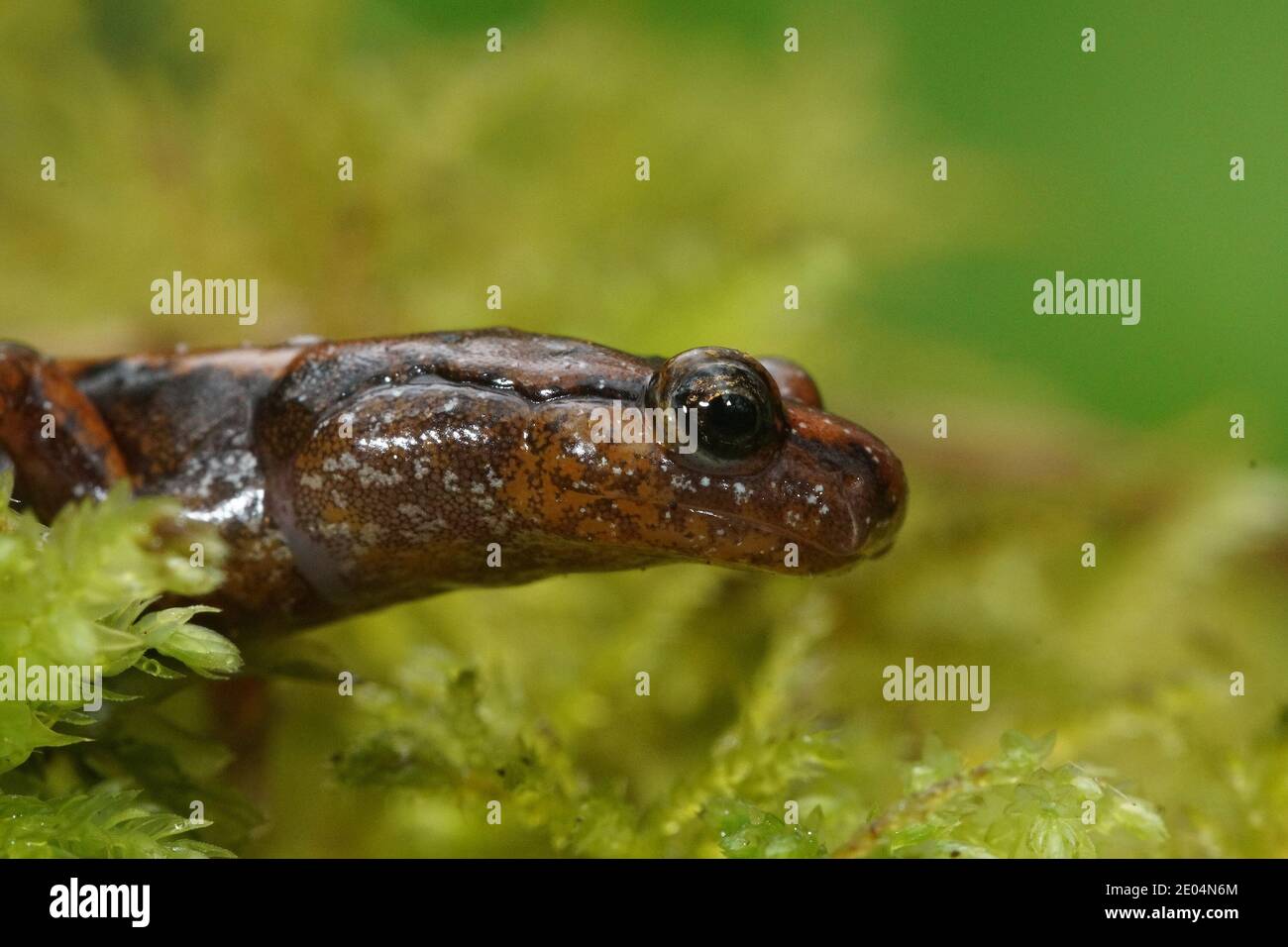 Washington state amphibian hi-res stock photography and images - Alamy
