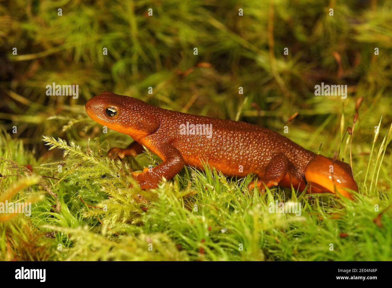 Crater lake newt hi-res stock photography and images - Alamy