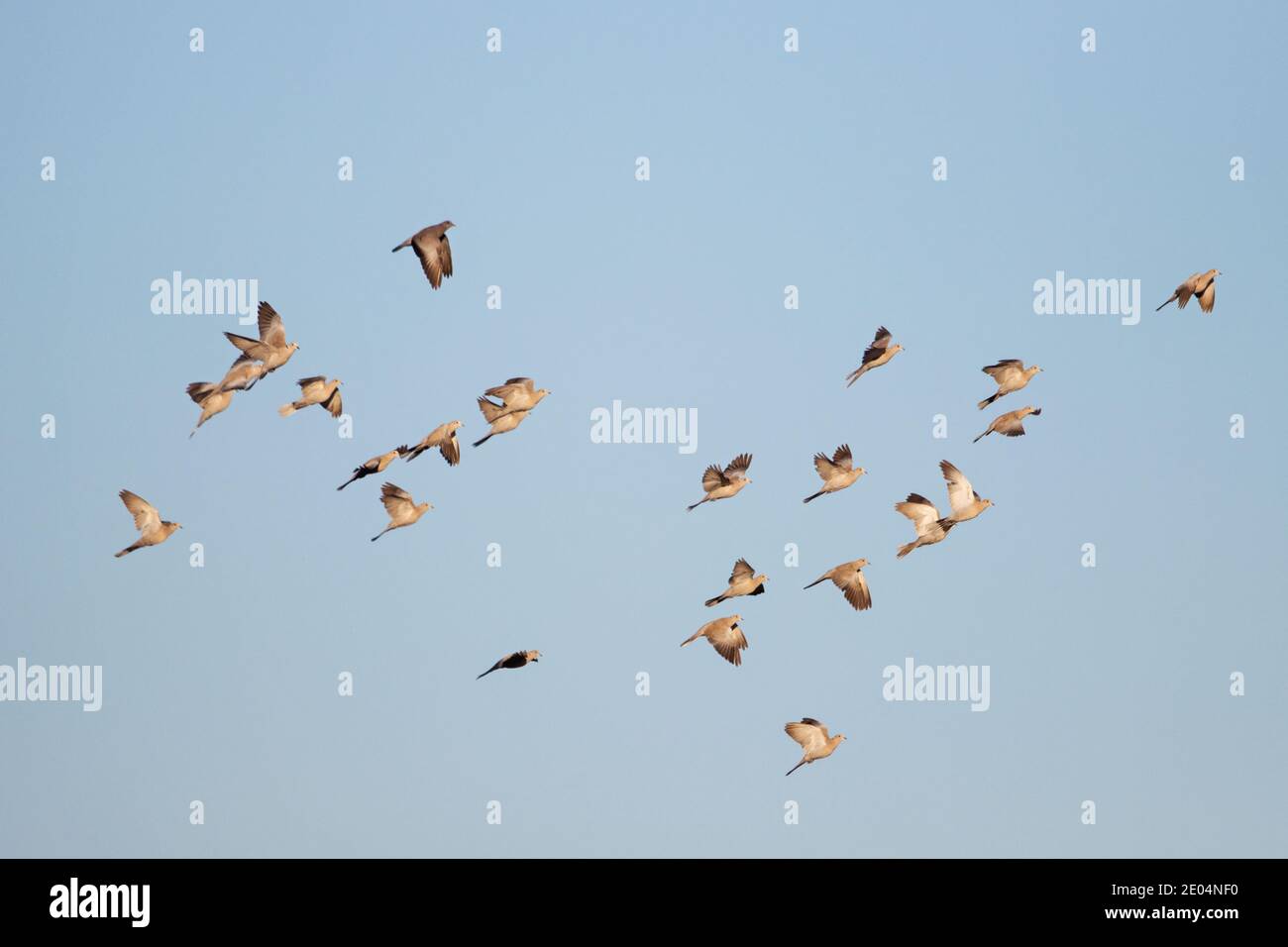 Turtle Doves High Resolution Stock Photography and Images - Alamy