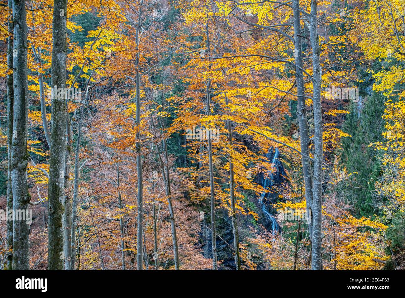 Beech forest in autumn switzerland hi-res stock photography and images ...