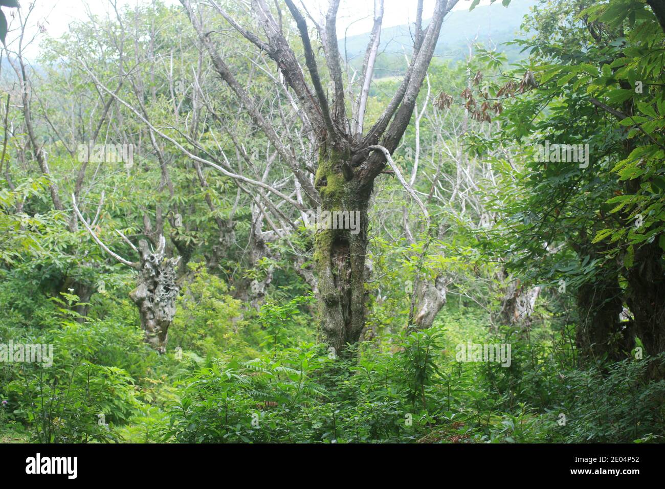 View forest lots trees hi-res stock photography and images - Alamy